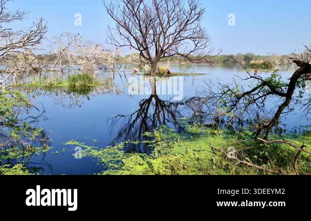 A tall leafless tree rises from shallow water edged with green algae ...