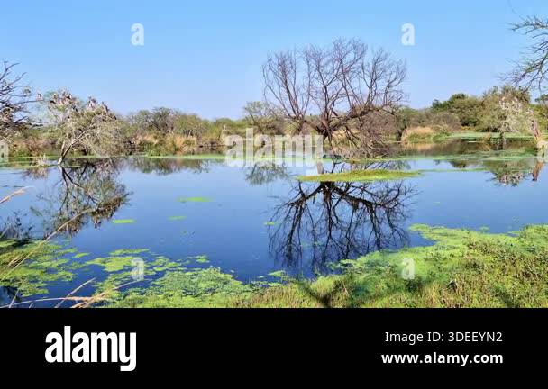 A leafless tree is reflected in still blue water with floating green ...