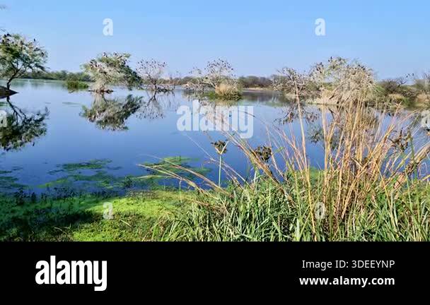 Reed-filled foreground and algae-fringed water lead to distant trees ...
