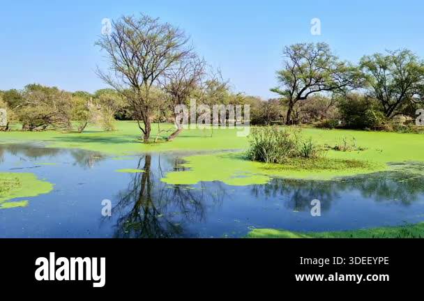 Shallow water partially covered with bright green algae supports ...