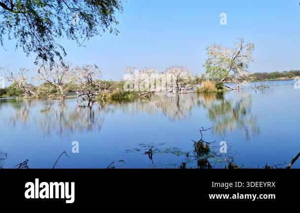 Pale trees cluster on low islands reflected in still blue water ...