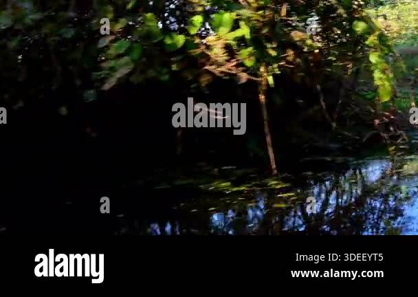 A dense thicket of Kadam and Babul trees stands along a winding ...