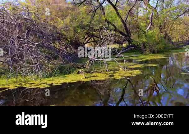 The weathered, leafless tree arch at Keoladeo Bird Sanctuary stands ...