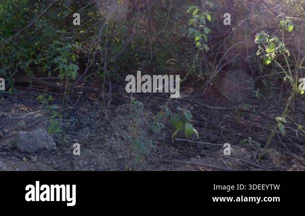 Scrubland species Stock Videos & Footage - HD and 4K Video Clips - Alamy