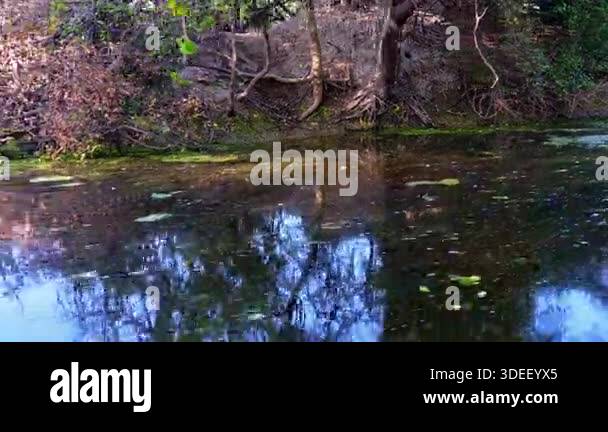 Thin, gnarled tree roots and fallen leaves from Kadam or Babul species ...