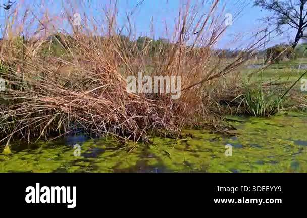 Clumps of tall, golden-brown reeds and green aquatic plants emerge from ...