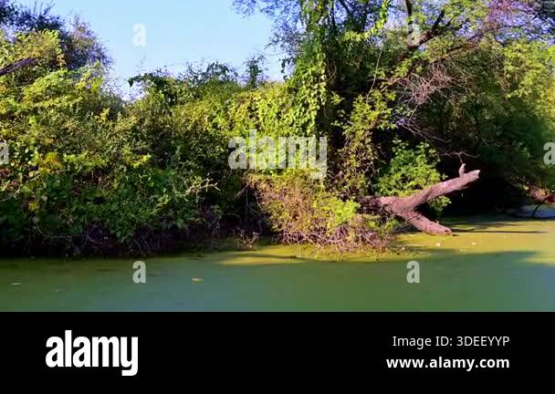 A vibrant canal covered in bright green duckweed flows through the lush ...