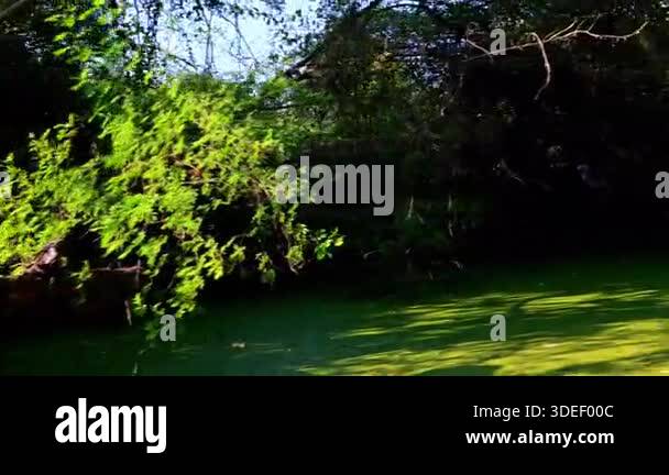 Slender, leafless branches dip into a wide, luminous green waterway ...