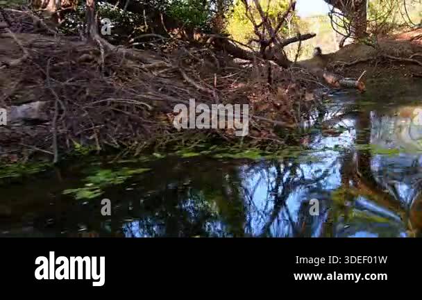 Thick, gnarled tree roots and fallen leaves grip the sandy riverbank ...