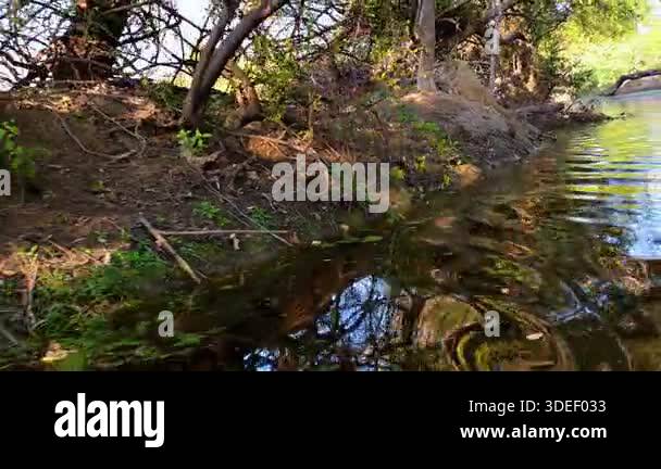 Dense, dark spindly branches rise from shallow, tea-colored marsh water ...
