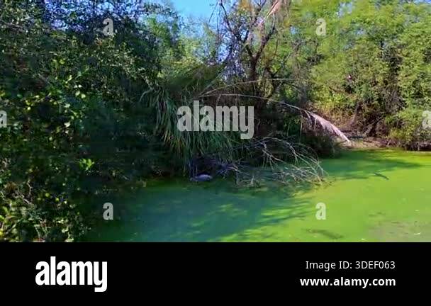 Tall, feathery grasses and dense forest foliage border a tranquil ...