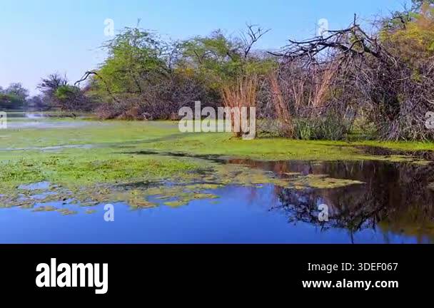 The wide, tranquil wetland landscape at Keoladeo National Park features ...