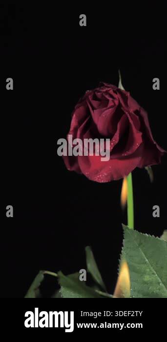 The two stem of red rose with the flame on the bottom inside the dark ...