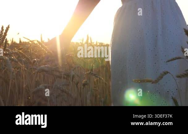 Camera follow to female hand tenderly touching crop ears. Carefree ...