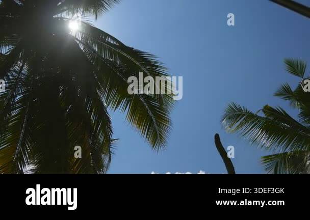 Dolly shot of sun light breaking through palm leaves in tropical ...