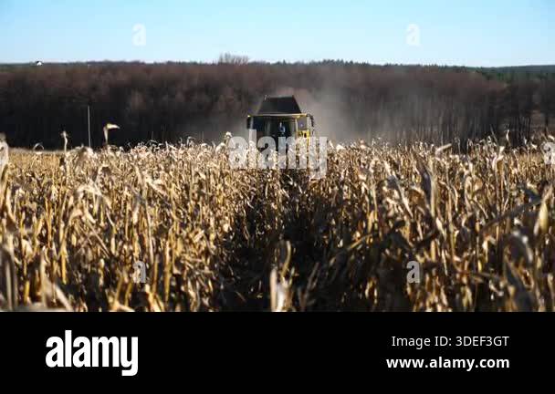Harvester gathering ripe corn crop at field on sunny day. Combine ...