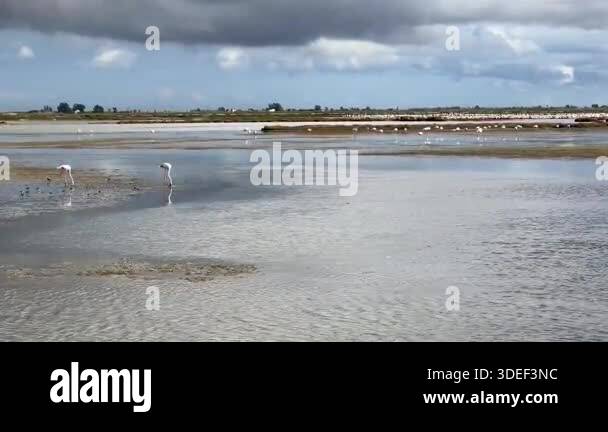 Flamingos at Delta de l'Ebre Nature Reserve in Spain Stock Video ...