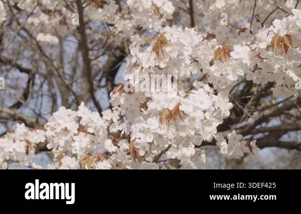Garden blossoming tree with flowers, 4k, nature. Spring nature ...