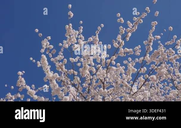 Sakura flower in bloom in spring. Spring nature. Sakura with blooming ...