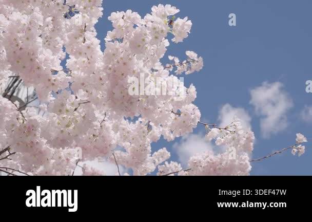 Pink blossom tree on blue sky. Flowers of fruit tree. Spring flower ...
