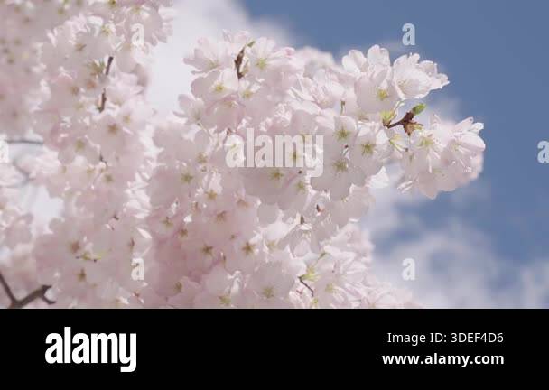 Blooming Sakura flower. Nature in spring bloom. Japanese Sakura ...