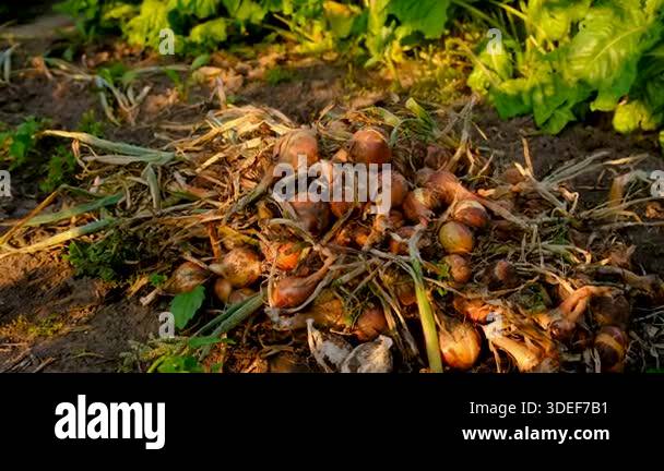A farmer harvests onions. Selective focus. garden Stock Video Footage ...