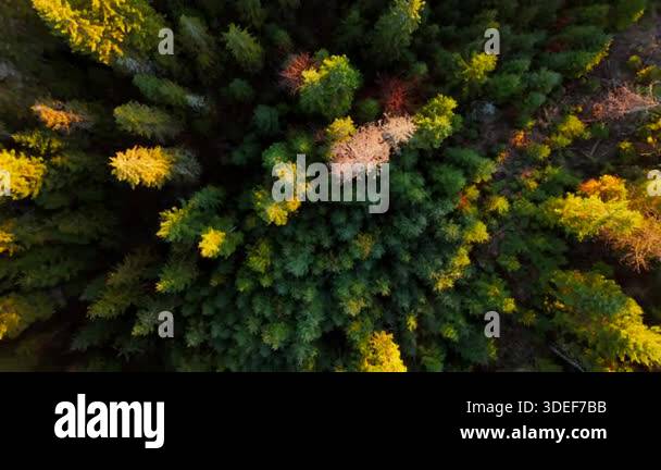 Top down view of the coniferous forest in autumn. Camera rising up and ...