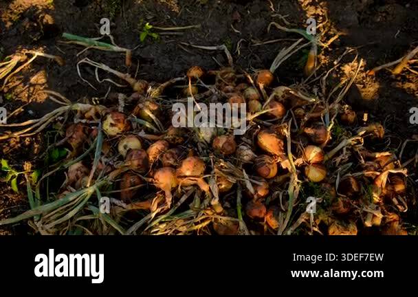 A farmer harvests onions. Selective focus. garden Stock Video Footage ...
