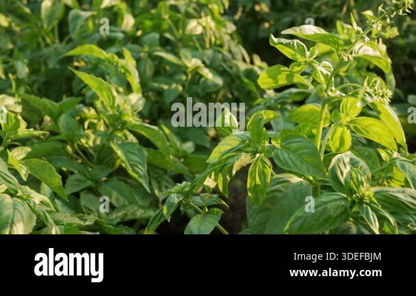 Green basil plant growing in home garden. Fresh leaves of Genovese herb ...