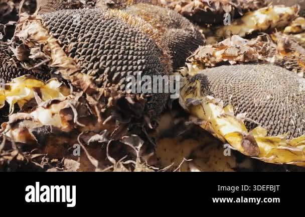Close-up of ripe sunflower heads lying after harvest, ready for seed ...
