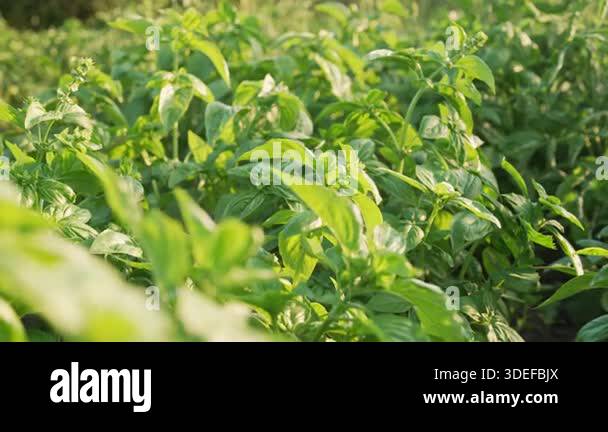 Green basil plant growing in home garden. Fresh leaves of Genovese herb ...