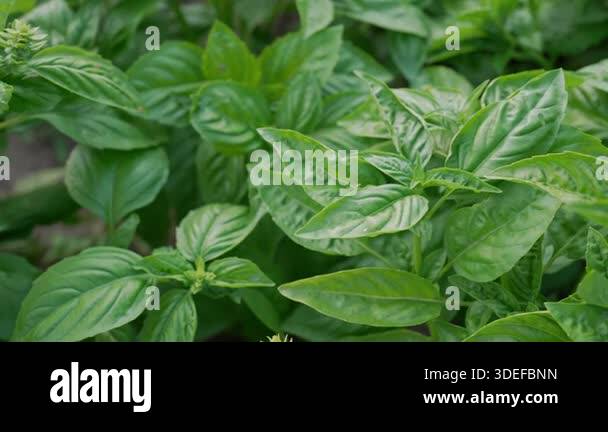 Green basil plant growing in home garden. Fresh leaves of Genovese herb ...