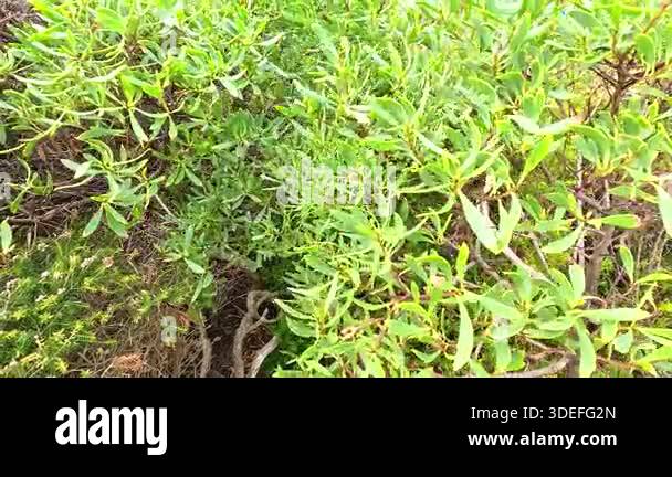 Vibrant green foliage captured in natural light at Aireys Inlet ...
