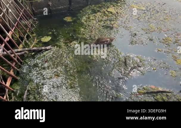 Female mallard duck feeding on small dead fish in algae-rich waters of ...