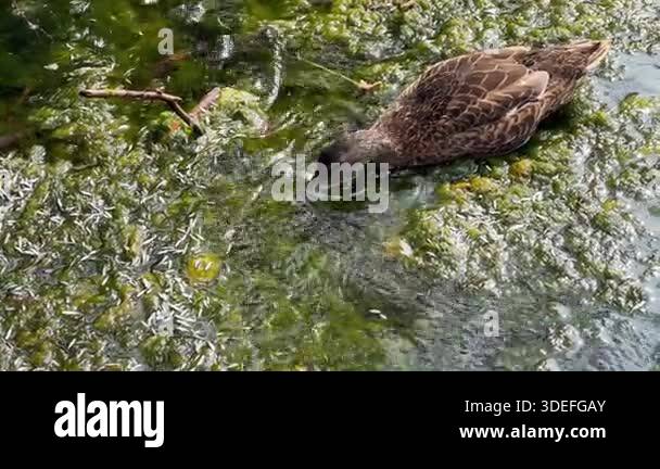 Female mallard duck feeding on small dead fish in algae-rich waters of ...