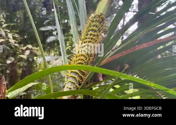 A detailed view of a spiky palm stem surrounded by lush green foliage ...