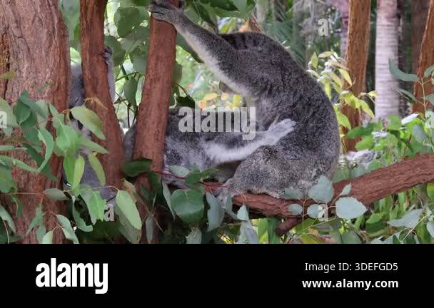 Koala climbing a tree in a forest Stock Video Footage - Alamy