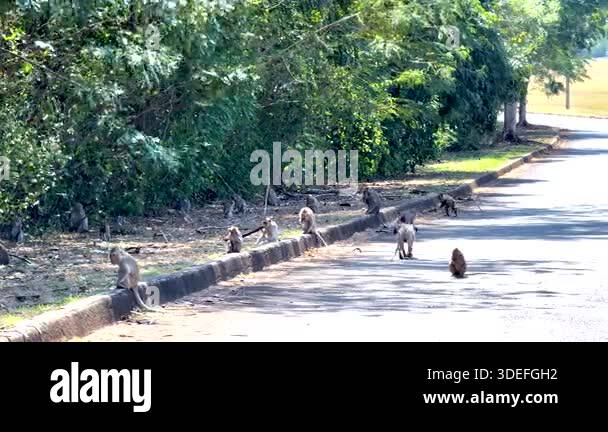 Monkeys interacting on a sunlit road Stock Video Footage - Alamy