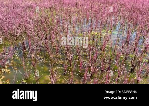 Lush rice plants in a serene water setting Stock Video Footage - Alamy