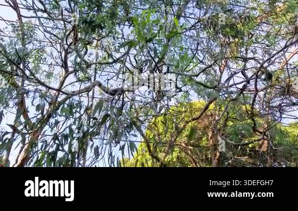Trees and netting in a zoo birdcage Stock Video Footage - Alamy