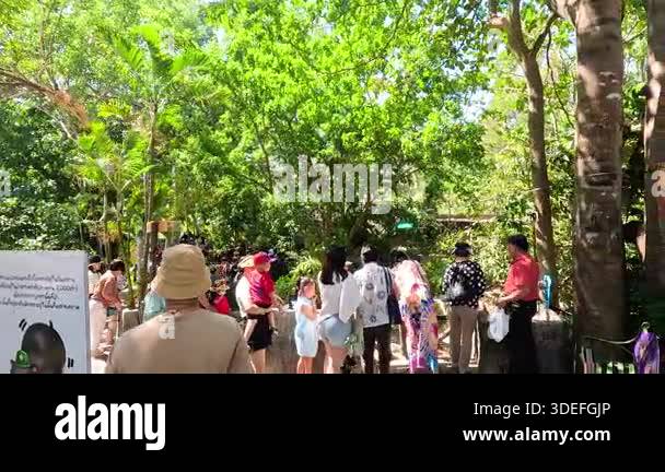Group observing animals in lush zoo setting Stock Video Footage - Alamy