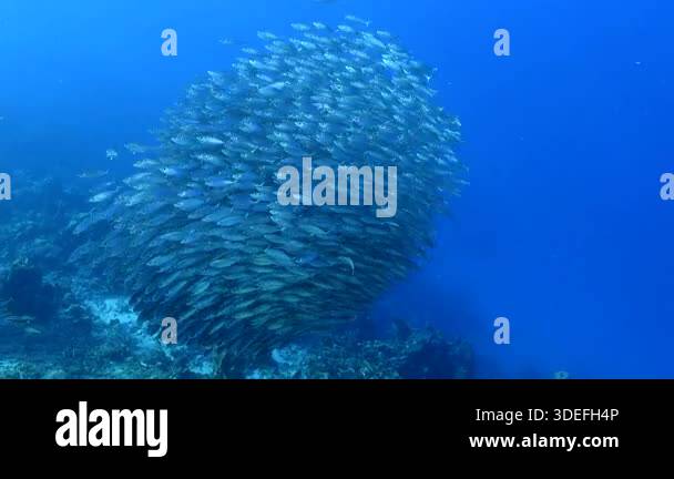 Schooling fish in the Caribbean Sea Stock Video Footage - Alamy