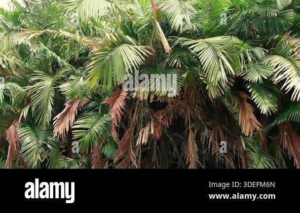 Palm tree leaves moving in air, slow motion stock footage. Howrah, West ...