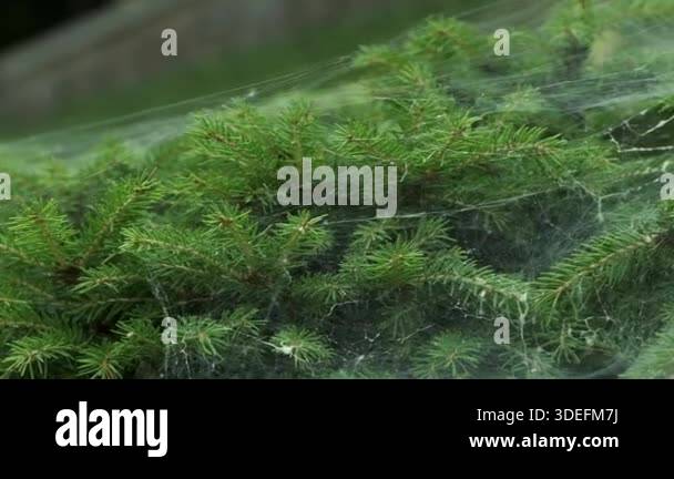 Spider nests, big and thick spider net on a coniferous bush in the ...