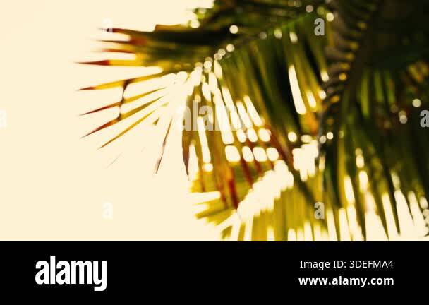 Sun ray passing through palm tree leaves, slow motion HD movie. Howrah ...