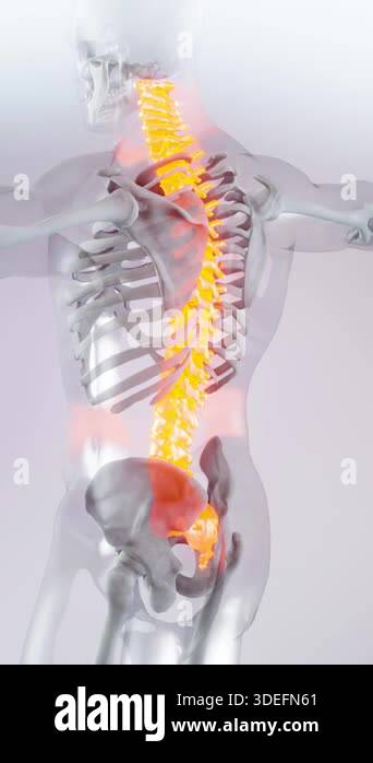 Osteoblaste and Osteoclaste, medically accurate, Bone modeling and ...