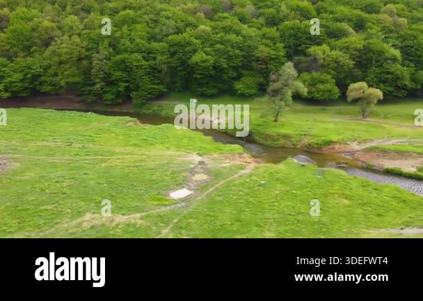 Aerial view of grazing animals near river in forest. Drone footage of a ...