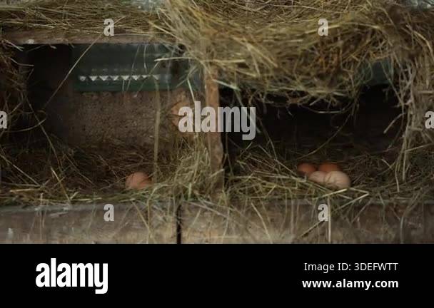 Inside Wooden Coop, Broody Hen Incubates Beside Three Eggs. Three eggs ...