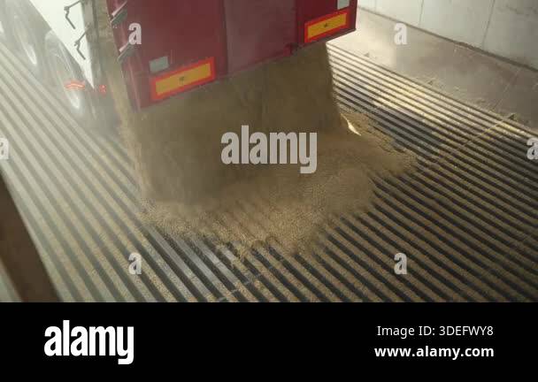 Overhead view shows red tipping trailer unloading grain into a steel ...