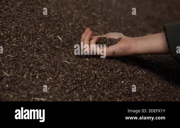 Close up forearm and hand release brown buckwheat hulls over a pile in ...